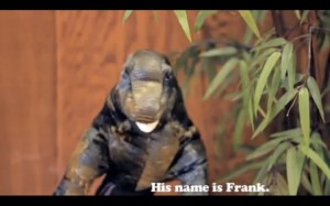 "Hot New Video: The Black Keys "Tighten Up" Featuring Frank the ...