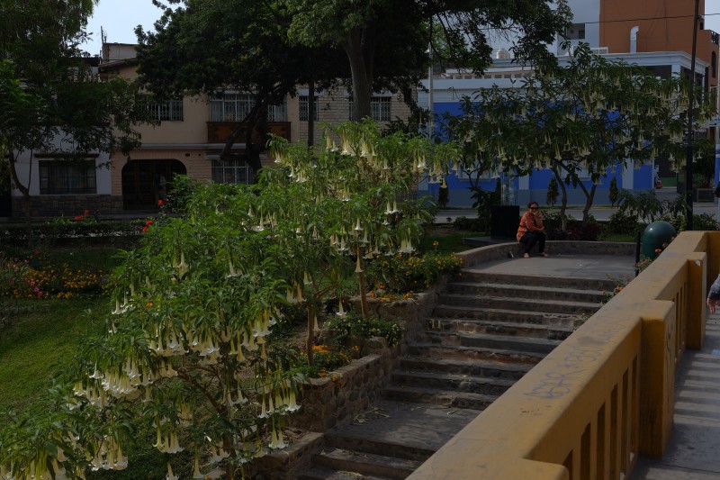 5 Fun and Exciting Activities You Must Do In Lima, Peru - Grimy Goods